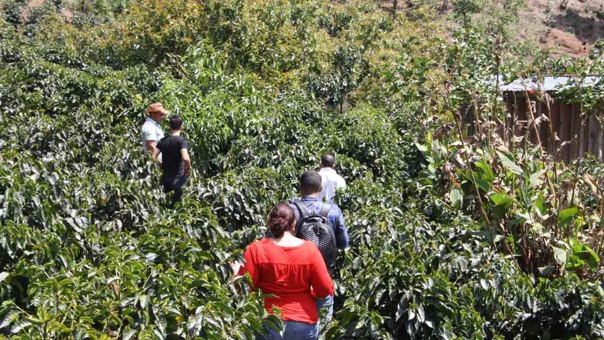 What are single origin espresso beans and what makes them so special ...